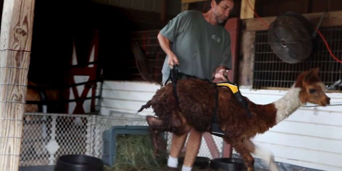 Alpaca's Legs Don't Work, So People Made Her A Wheelchair - The Dodo