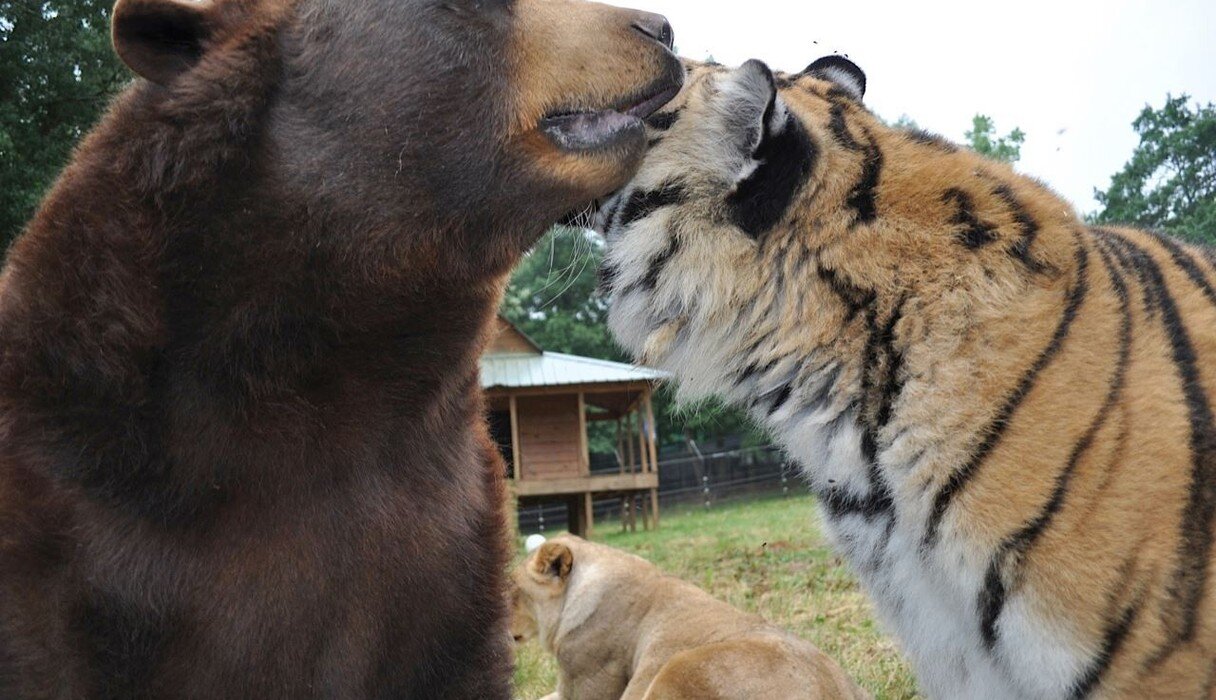 Lion, Tiger And Bear (Oh My!) Are All Real-Life Best Friends - The Dodo