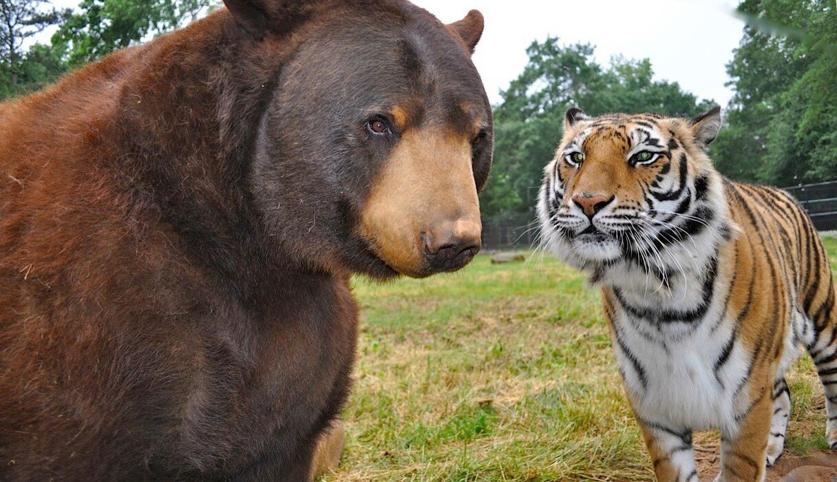 Lion, Tiger And Bear (Oh My!) Are All Real-Life Best Friends - The Dodo