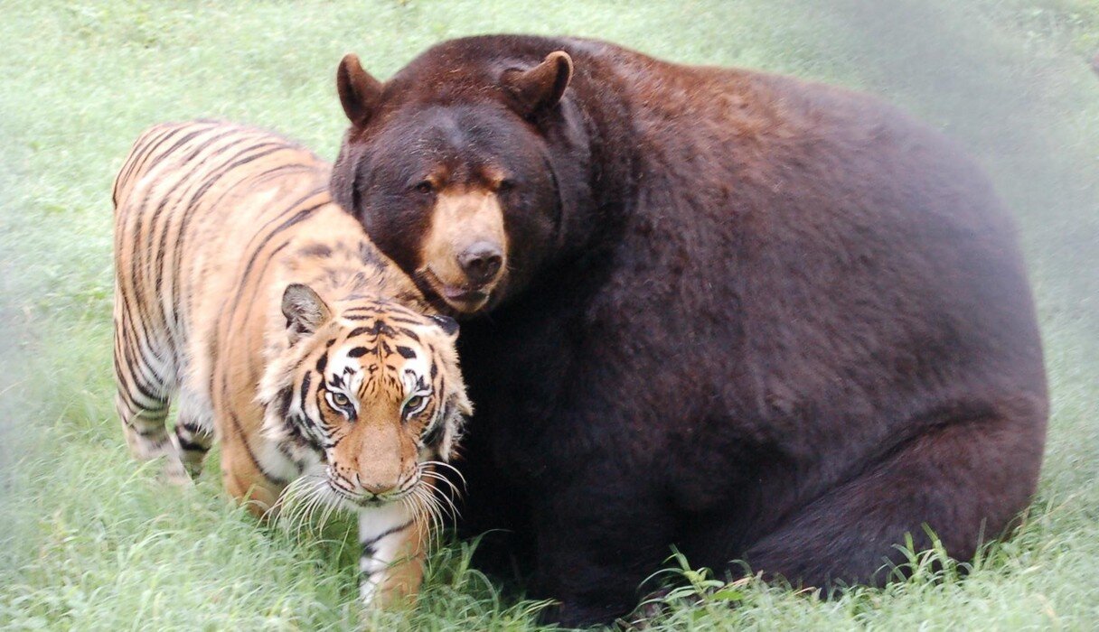 Lion, Tiger And Bear (Oh My!) Are All Real-Life Best Friends - The Dodo