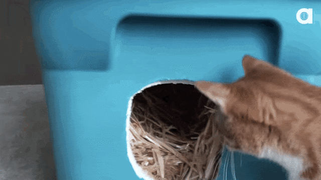 How To Build A Cozy Winter Shelter For Feral Cats - The Dodo