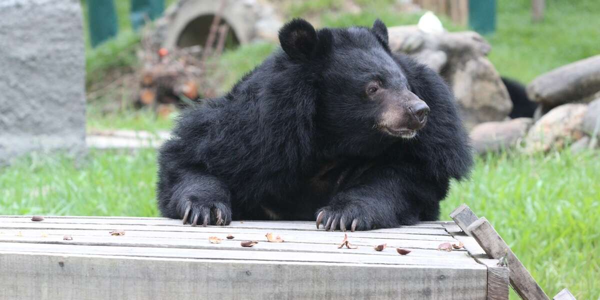 Moon Bear Monday: Is Rescue Bear Rae Ready To Make New Friends? - The Dodo