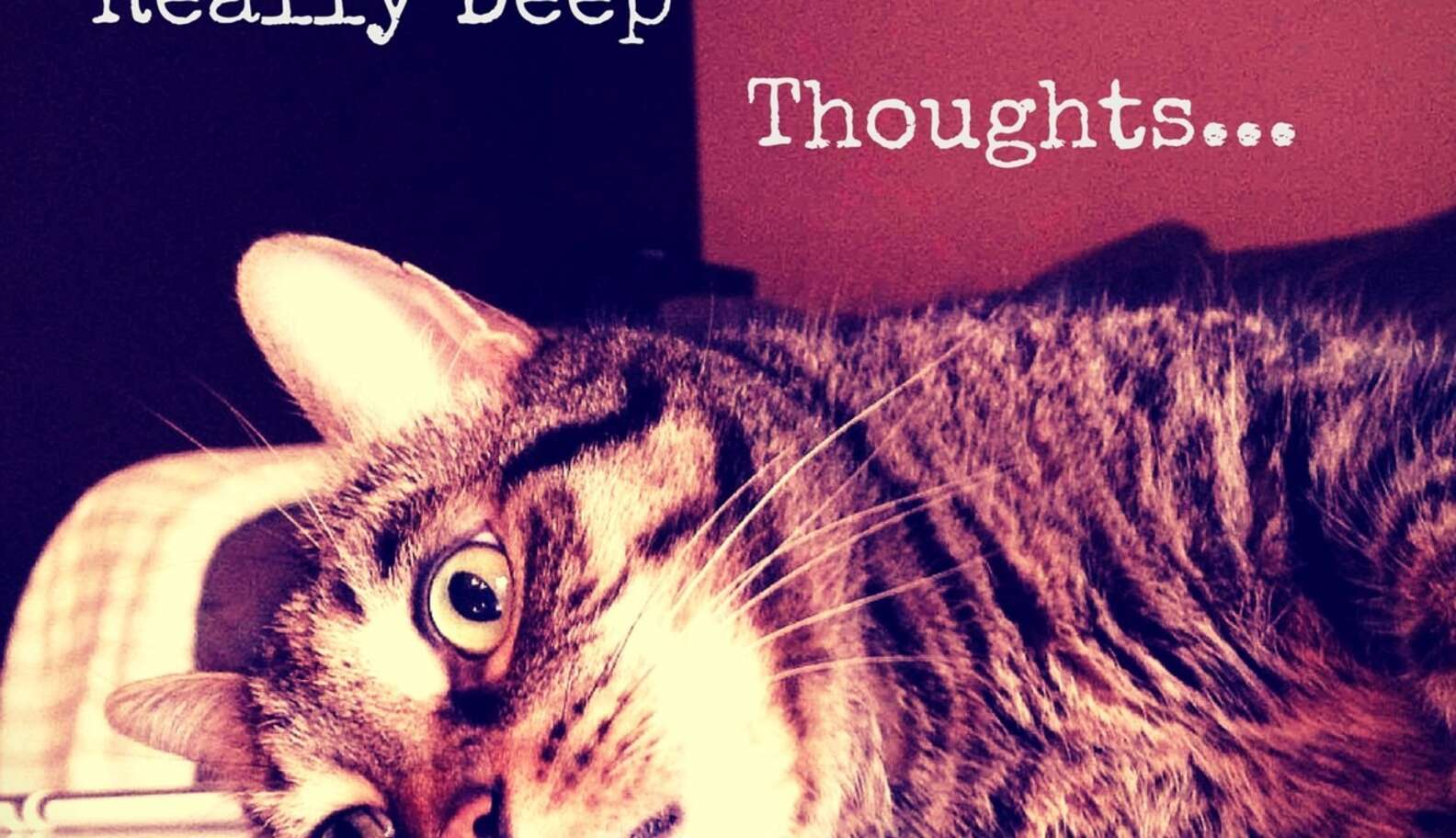 14 Pets Who Are Having, Like, Really Deep Thoughts - The Dodo
