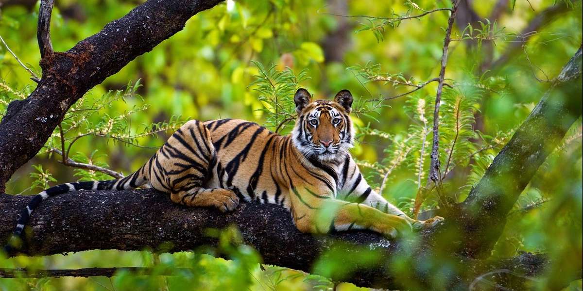 Panthera - Saving the World's Big Cats - The Dodo