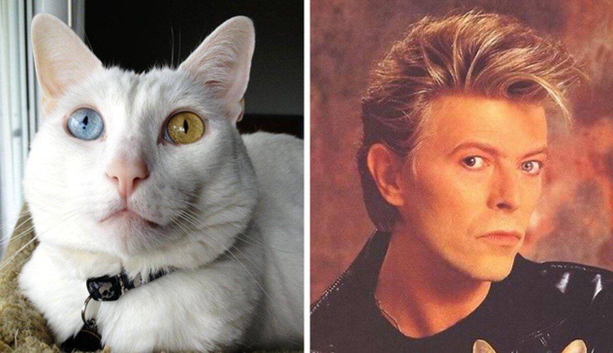 David Bowie - The Dodo