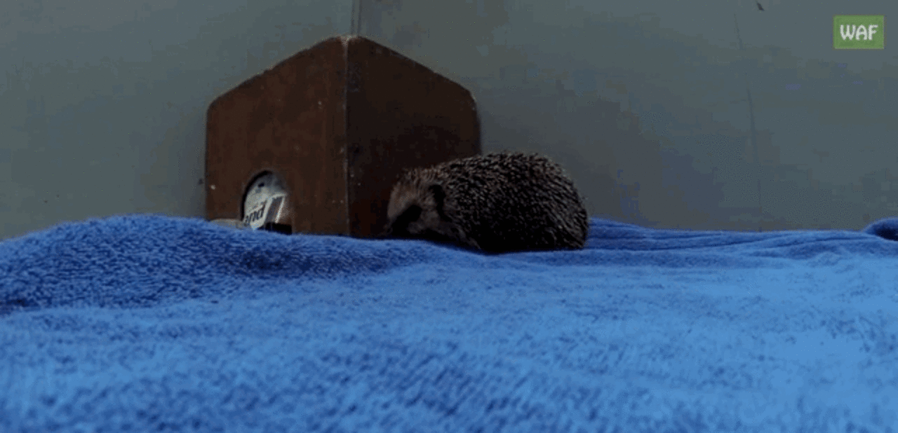 Hefty Hedgehog Pulled Out Of Drainpipe Is Nurtured Back To Health - The ...