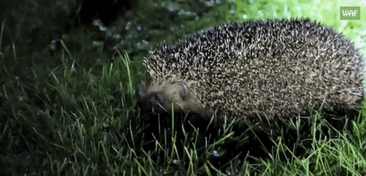 Hefty Hedgehog Pulled Out Of Drainpipe Is Nurtured Back To Health - The ...