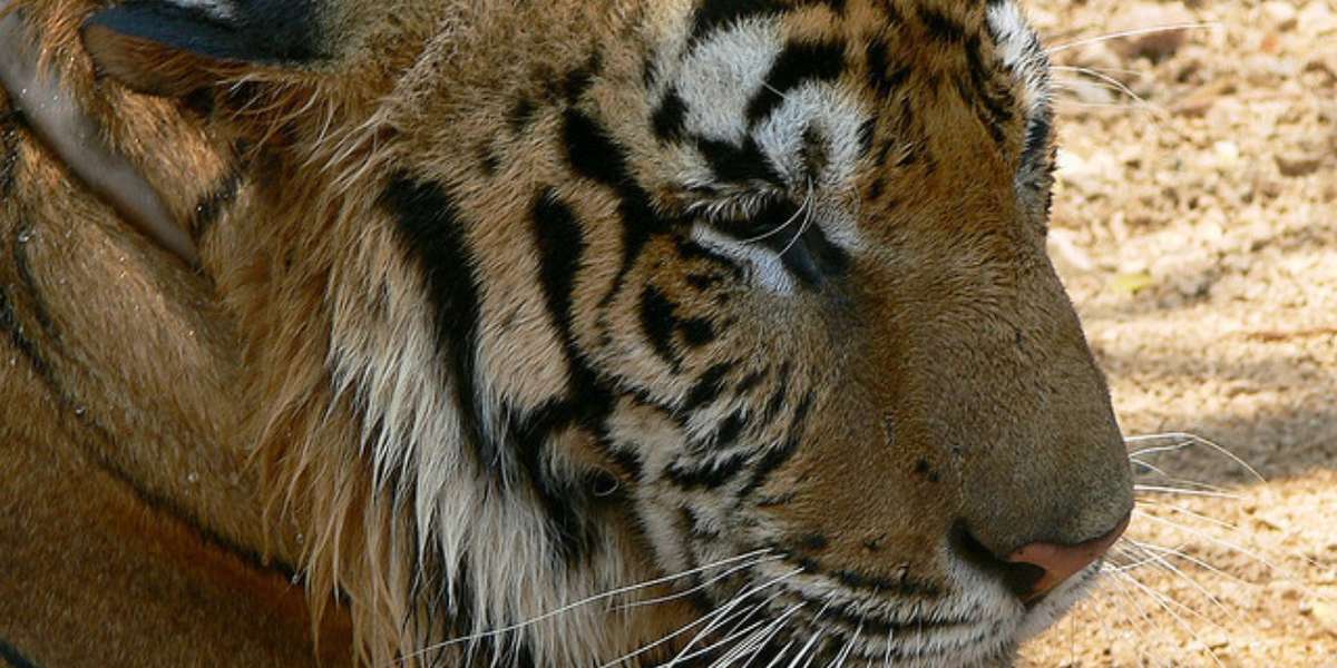 Tour De Force: How To Avoid Hurting Animals With Ecotourism - The Dodo