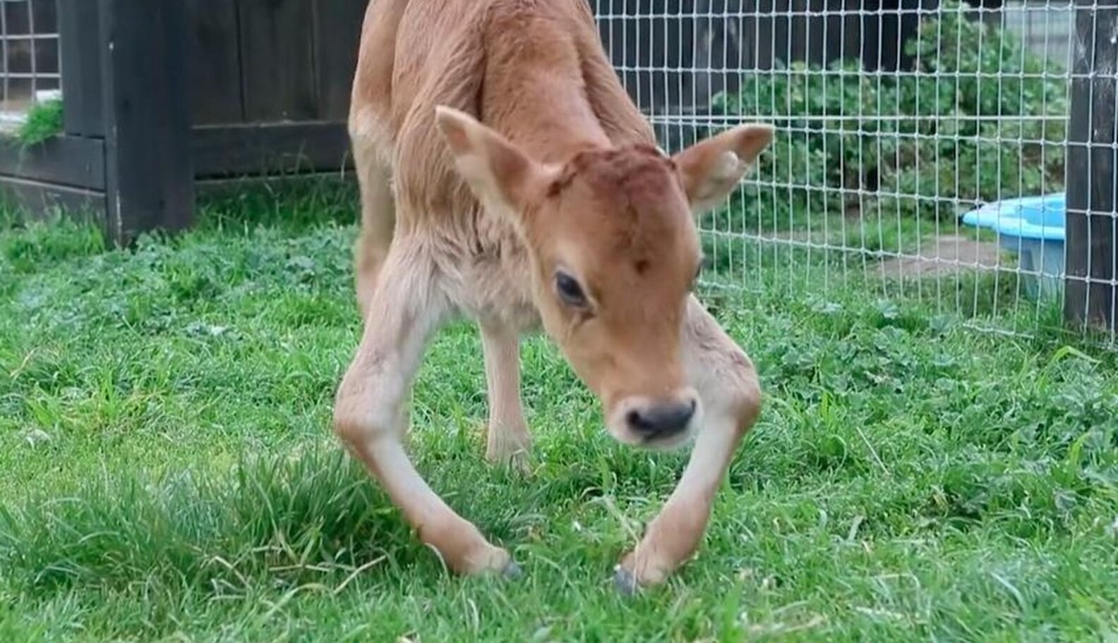 Tiny Calf's Broken Legs End Up Saving Her Life - The Dodo