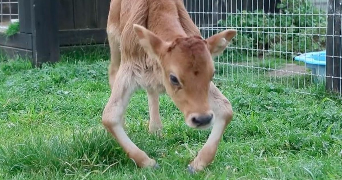 Tiny Calf's Broken Legs End Up Saving Her Life - The Dodo