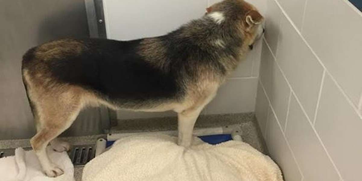 Dog So Scared In Shelter He Won't Even Show His Face - The Dodo