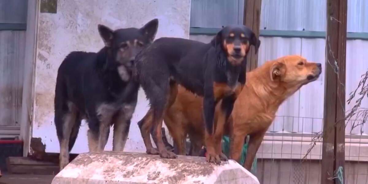 More Than 100 Abandoned Dogs Get Rescued - The Dodo