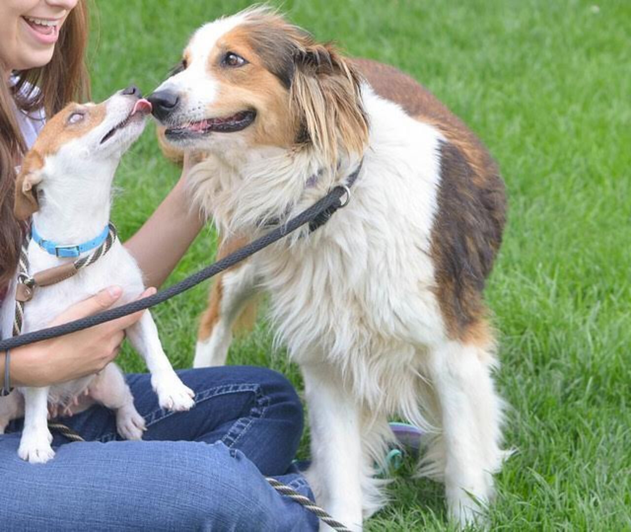 Best Friends Rescued From Terrible Past Just Want A Home Together - The ...