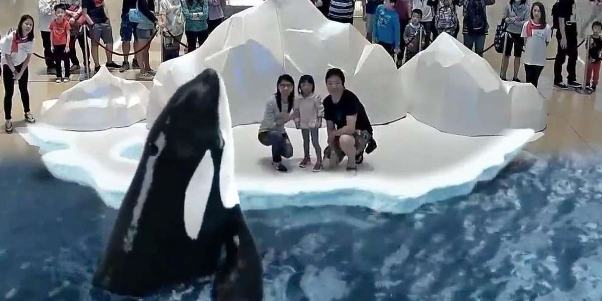 This New Type Of Orca Show Could Make SeaWorld Obsolete - The Dodo