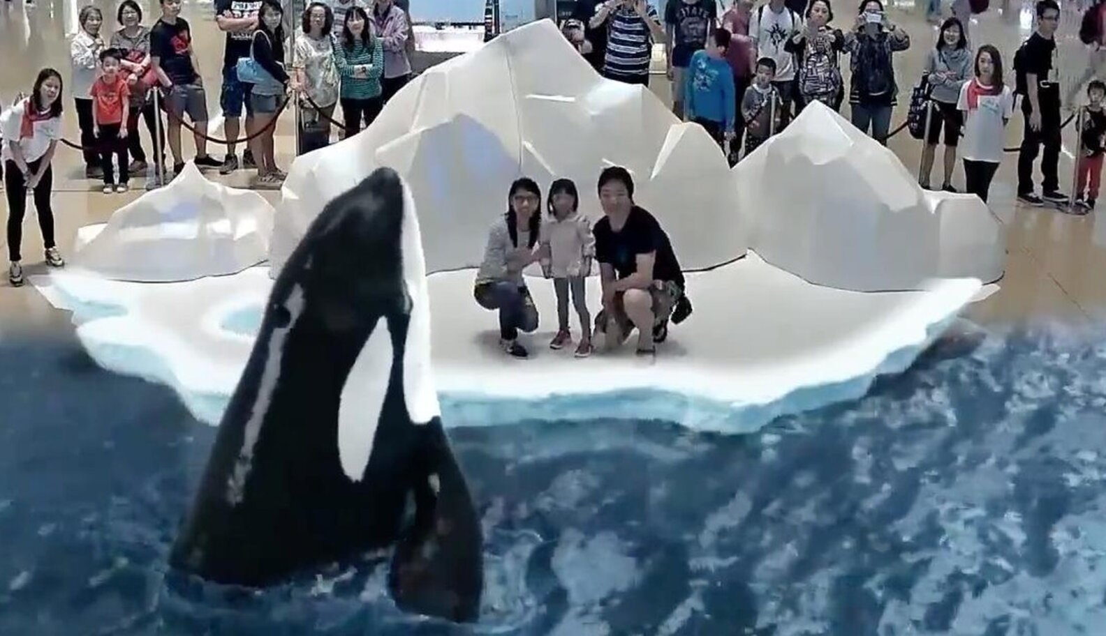 This New Type Of Orca Show Could Make SeaWorld Obsolete - The Dodo