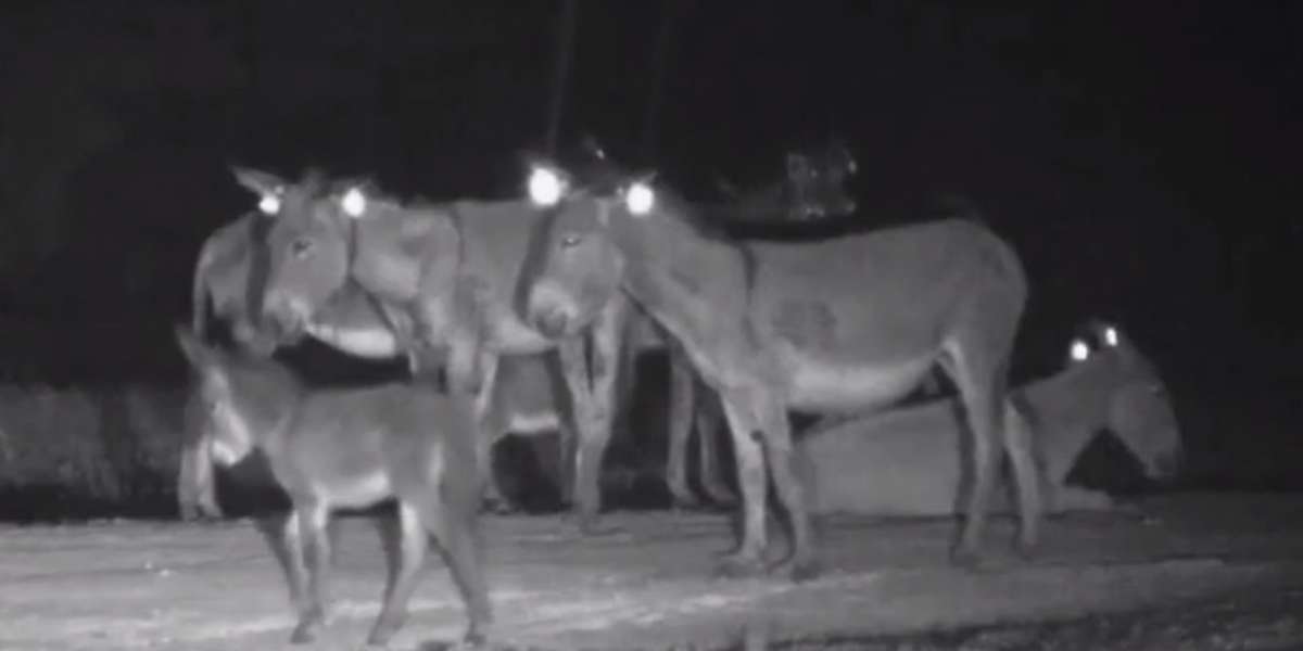 Wearable Reflectors Keep Donkeys Safe At Night - The Dodo