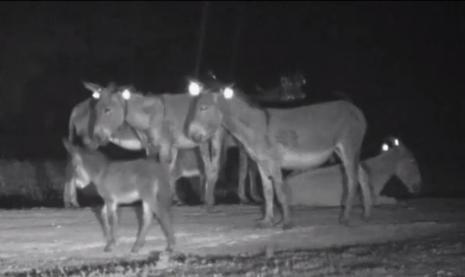 Wearable Reflectors Keep Donkeys Safe At Night - The Dodo