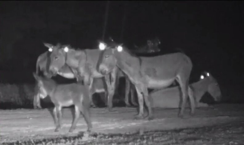 Wearable Reflectors Keep Donkeys Safe At Night - The Dodo