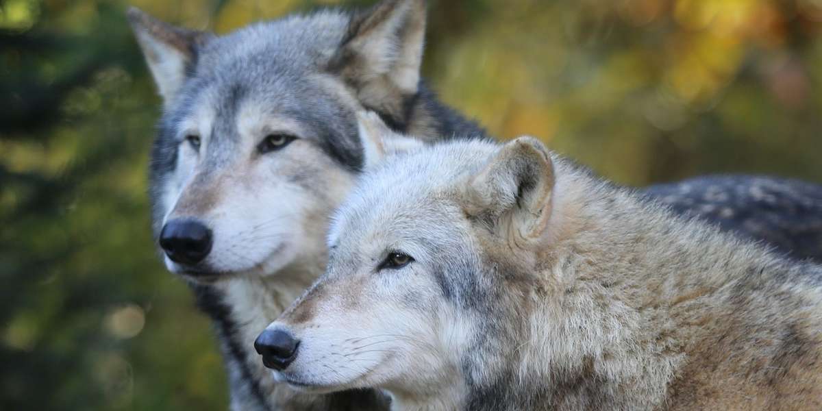 Wolves Get Justice: Court Ends Trophy Hunting And Commercial Trapping ...