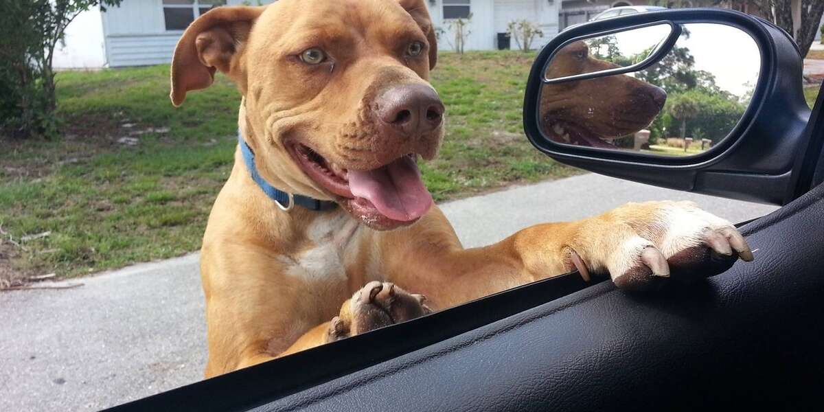 Here's The Easiest Way To Keep Your Dog Alive Every Day - The Dodo