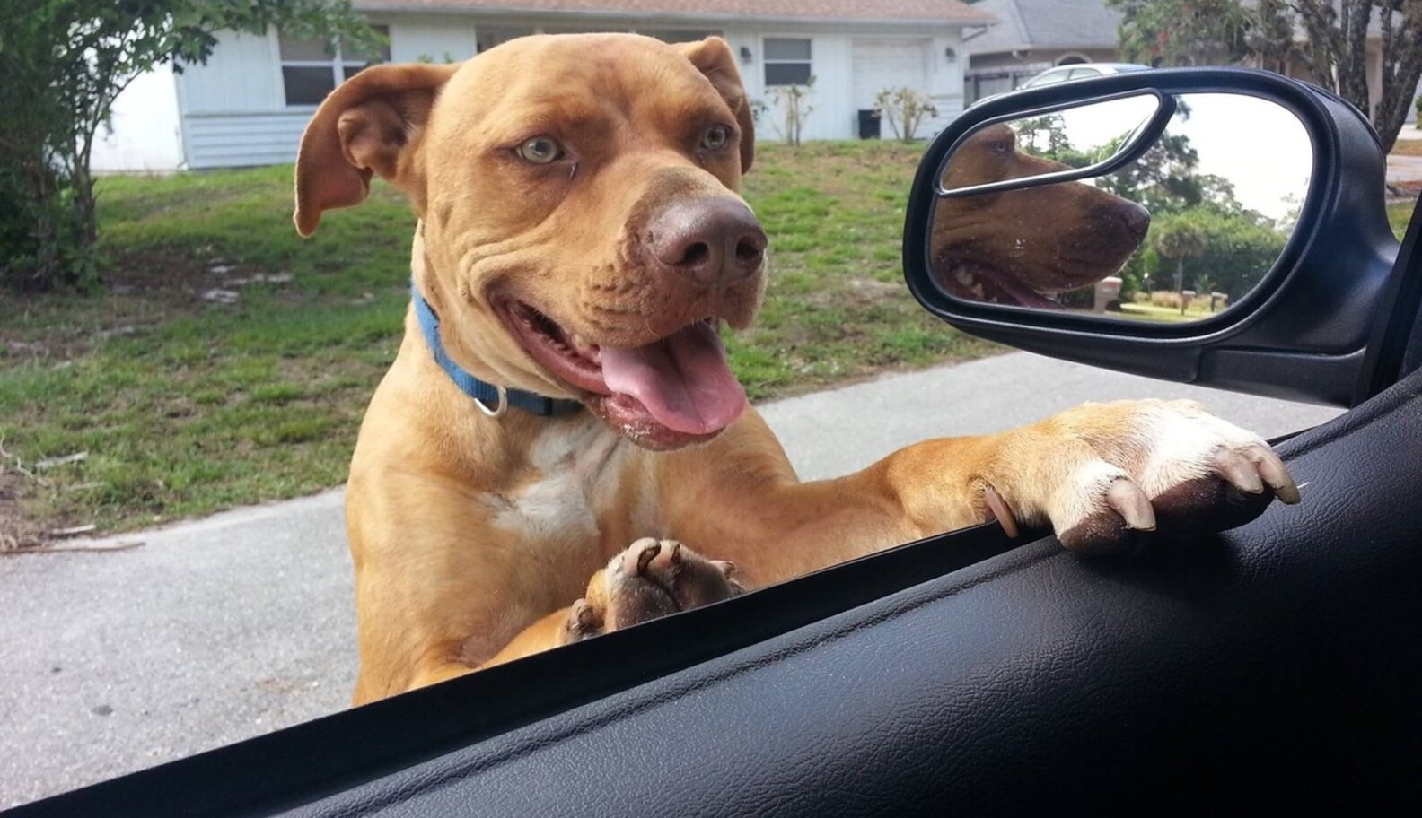 Here's The Easiest Way To Keep Your Dog Alive Every Day - The Dodo