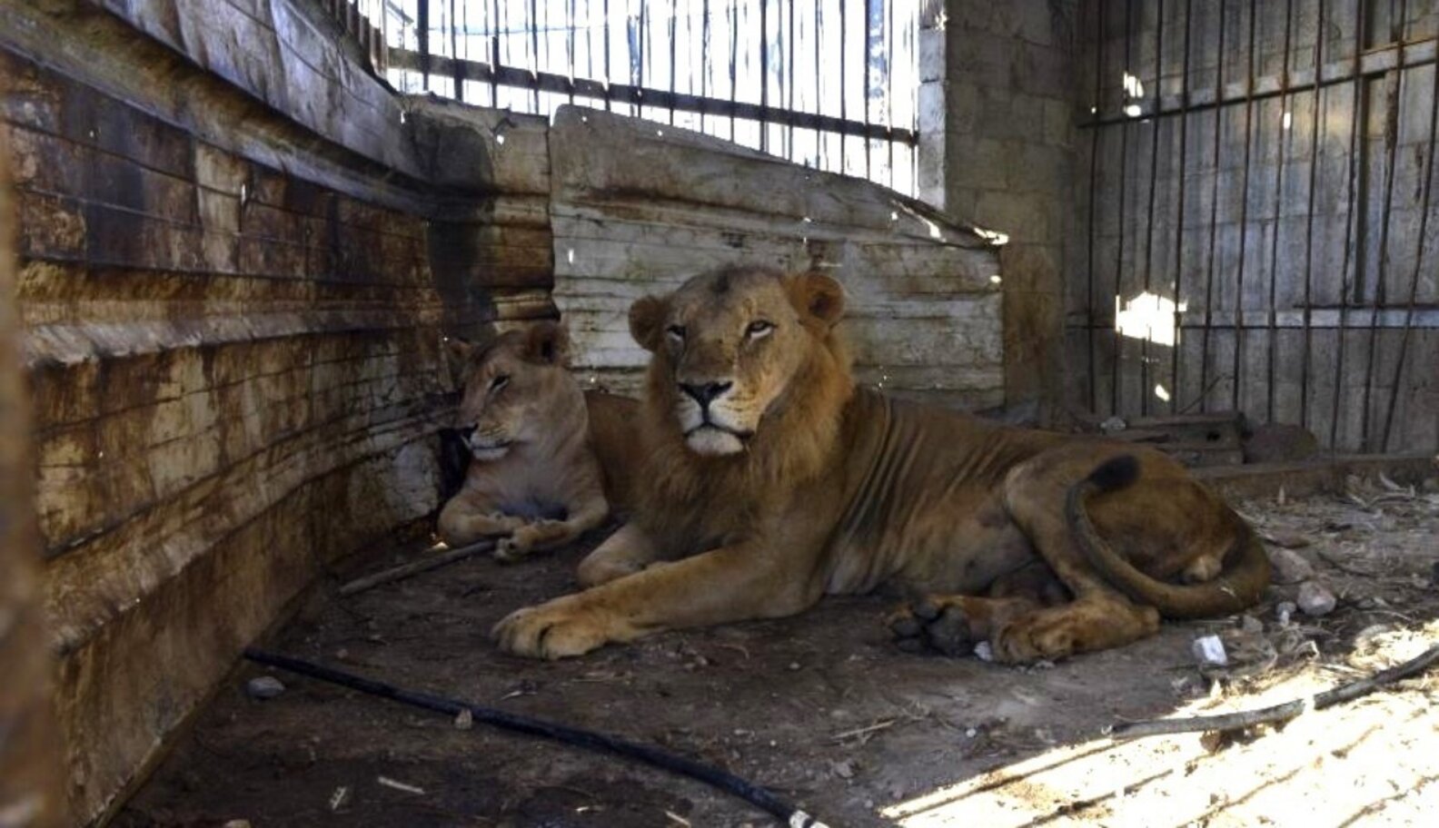 Caught In In The Crossfire: Traumatized Zoo Animals Face Crisis In Gaza ...
