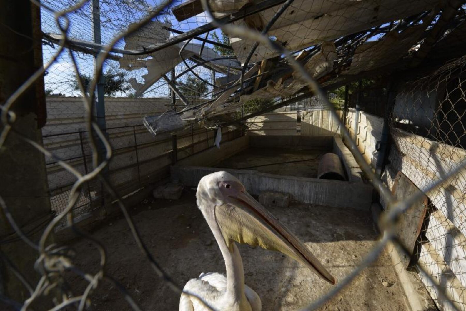 Caught In In The Crossfire: Traumatized Zoo Animals Face Crisis In Gaza ...