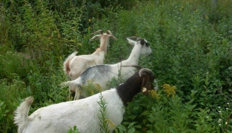 The Grass Is Always Greener When Goats Are The Gardeners - The Dodo