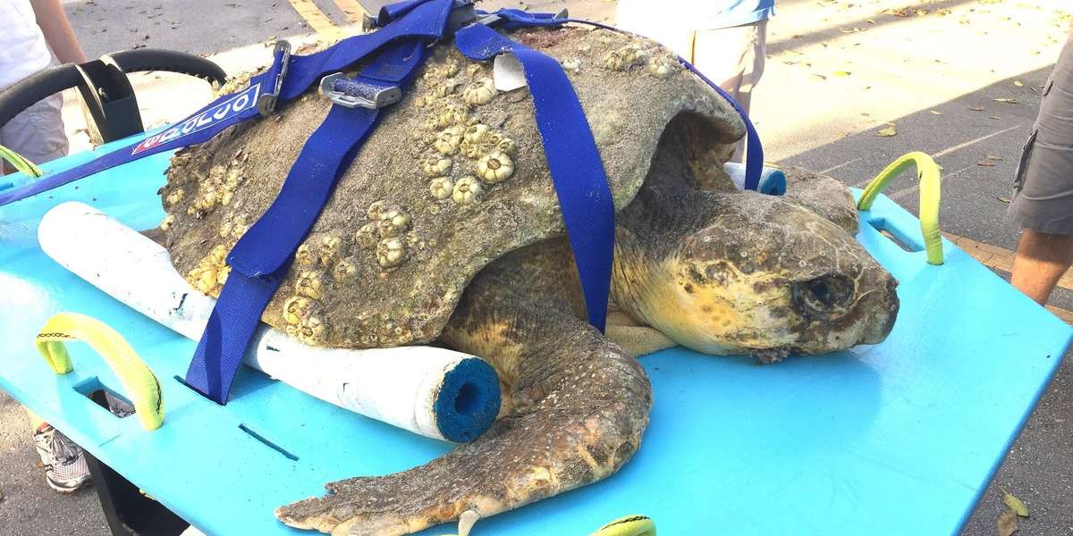 Injured Sea Turtle Rescued By Locals Is Recovering - The Dodo