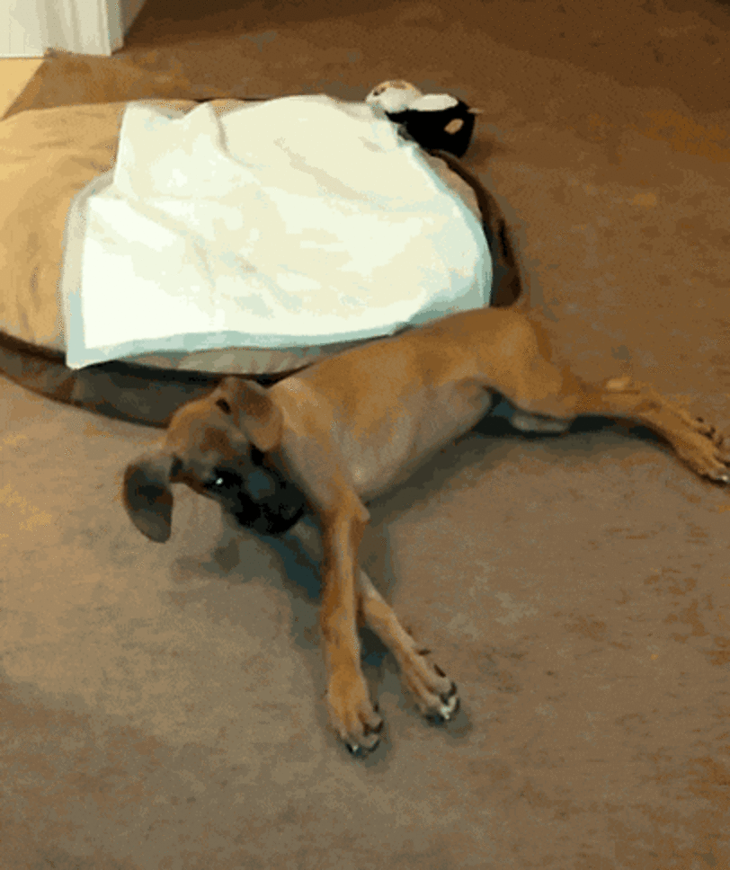 Loving Woman Helps Her Puppy Overcome Nightmare Diagnosis - The Dodo