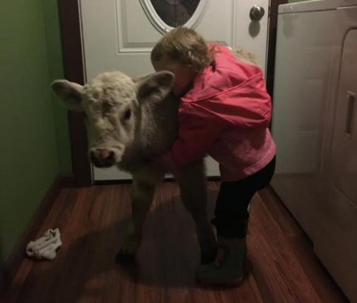 Little Girl Forms The Sweetest Bond With Baby Cow Who Lost Her Mom ...