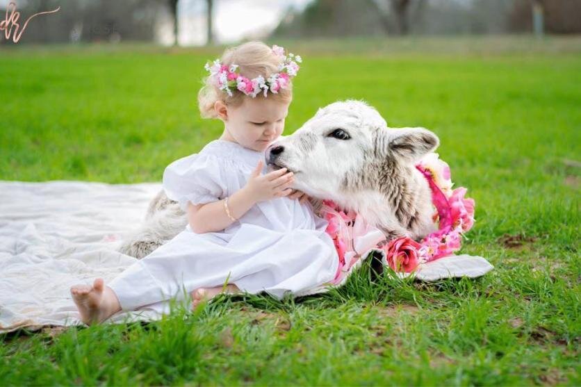 Little Girl Forms The Sweetest Bond With Baby Cow Who Lost Her Mom ...