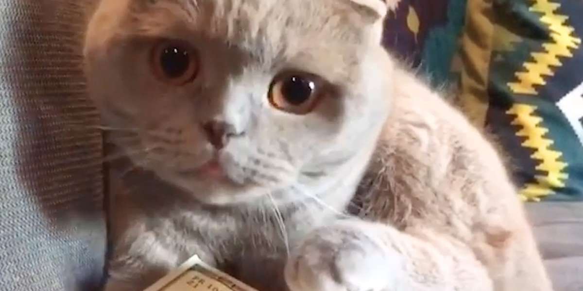 Cat Is Pretty Sure She's Actually A Princess - The Dodo