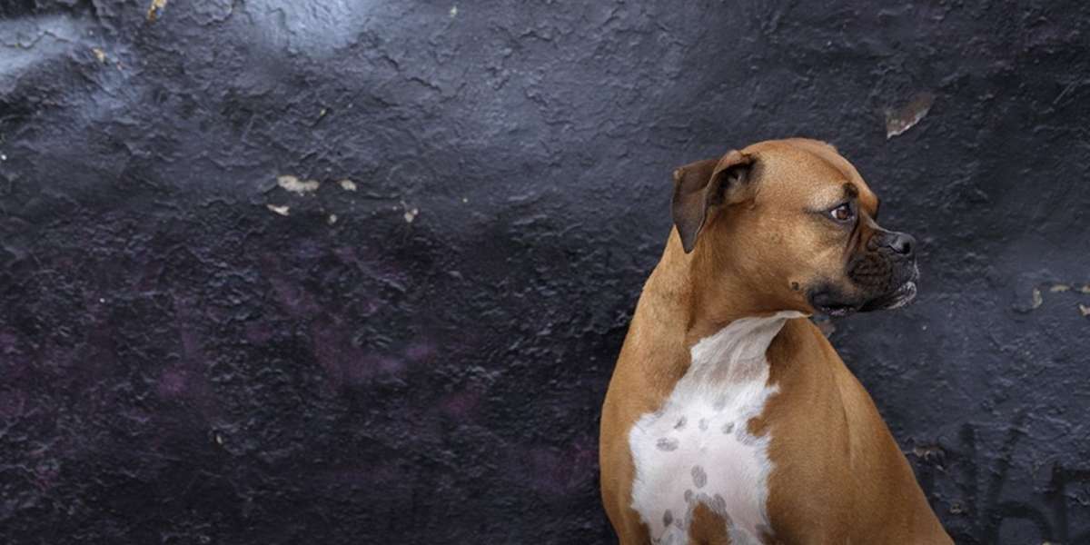 5 Expert Tips On Photographing Your Dog - The Dodo