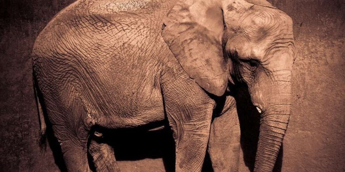Nearly Half Of U.S. Zoo Elephants Are Obese -- Which Is One Of Many ...