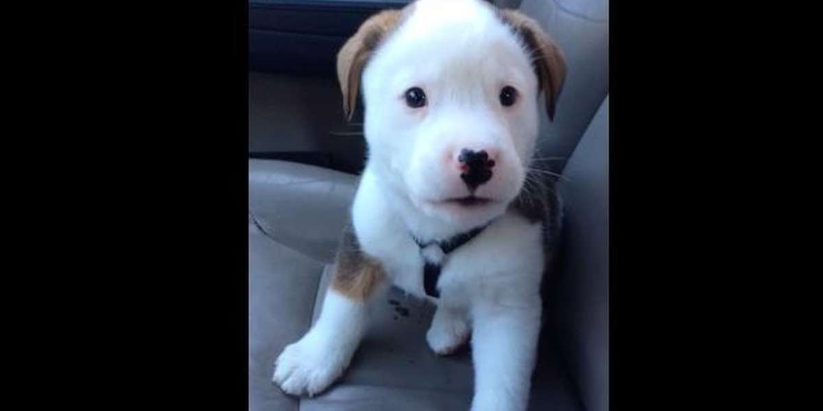 Tiny Puppy Gets Scared By His Own Hiccups Tries To Bark Them Away