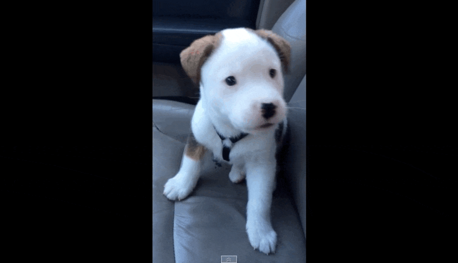 Tiny Puppy Gets Scared By His Own Hiccups Tries To Bark Them Away