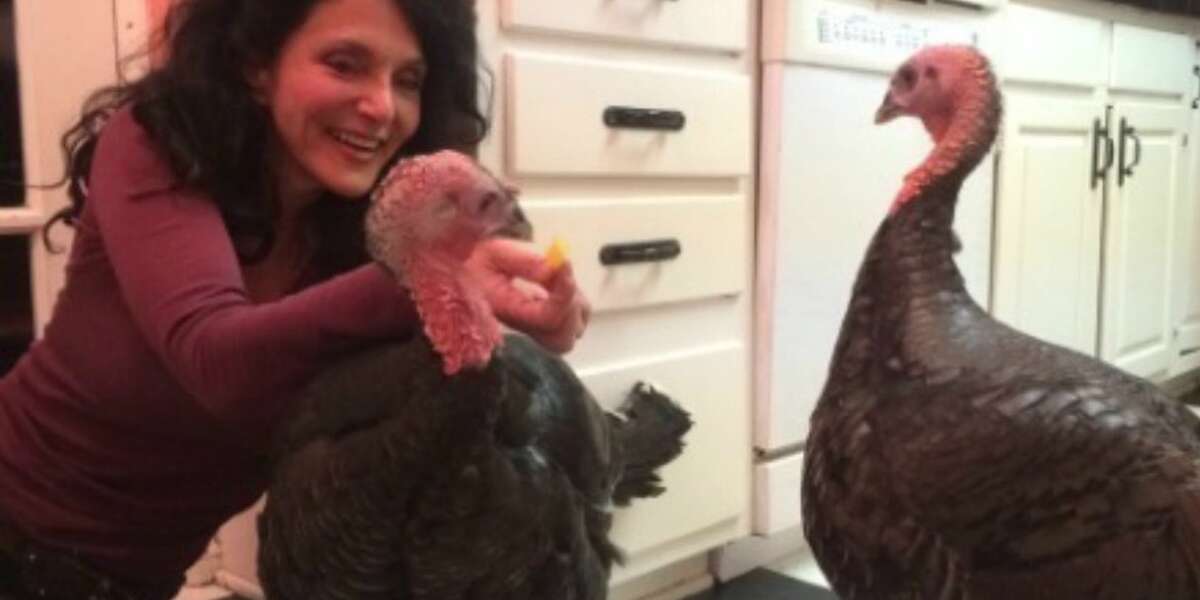 I'm Giving Two Turkeys The Best, Safest Thanksgiving Ever - The Dodo