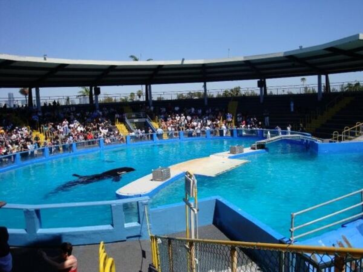 Lolita has been in the same pool for 43 years, 33 of them all alone. # ...