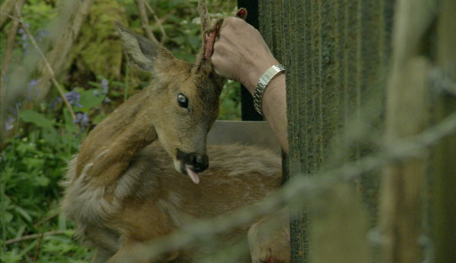Rescuers Dodge Barbed Wire To Help Trapped Deer - The Dodo