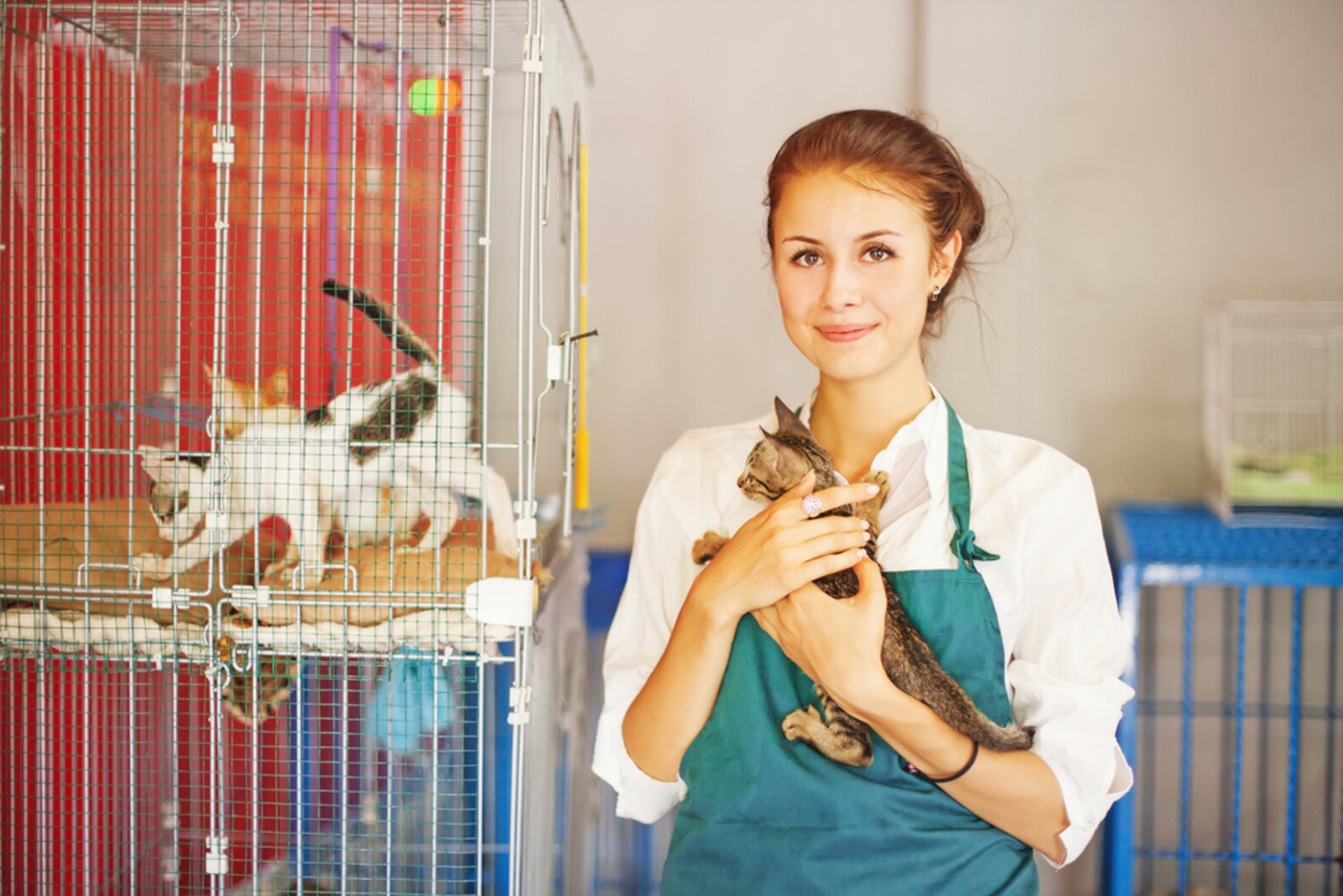 5 Ways You Can Help Animals Without Donating Money - The Dodo