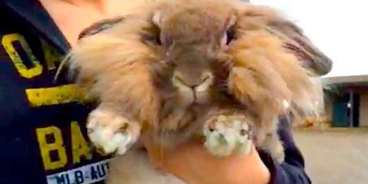 Rabbit Gets Depressed After His Family Returns Him To The Shelter - The ...