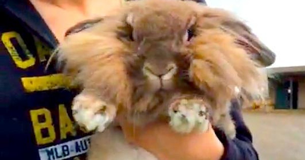 Rabbit Gets Depressed After His Family Returns Him To The Shelter - The ...