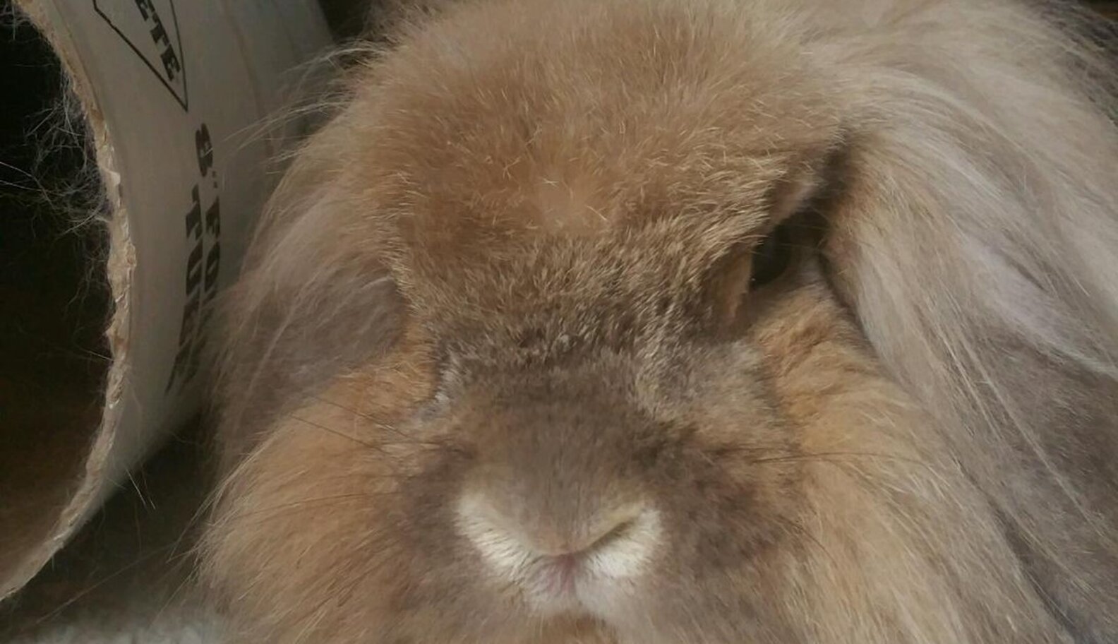 Rabbit Gets Depressed After His Family Returns Him To The Shelter - The ...