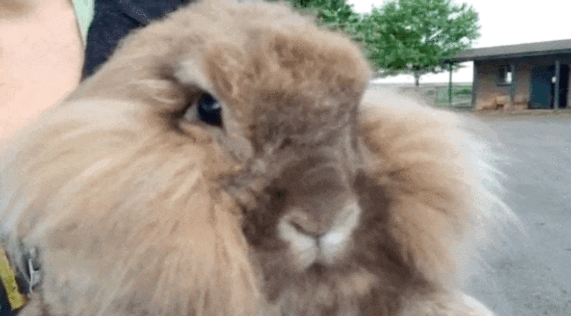 Rabbit Gets Depressed After His Family Returns Him To The Shelter - The ...