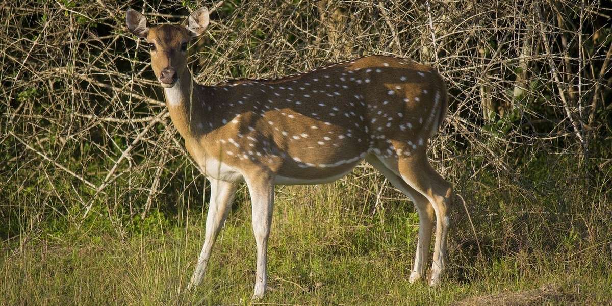 Why Killing Deer Just Produces More Fawns - The Dodo