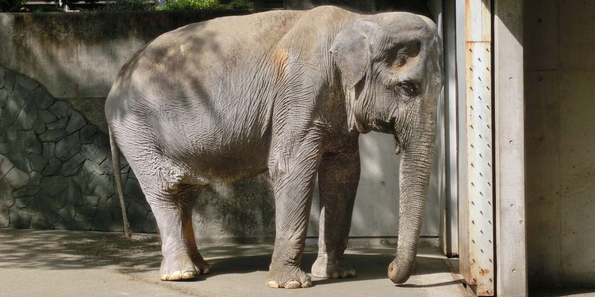 Depressed Elephant Has Been Living In A Concrete Cell For 61 Years ...