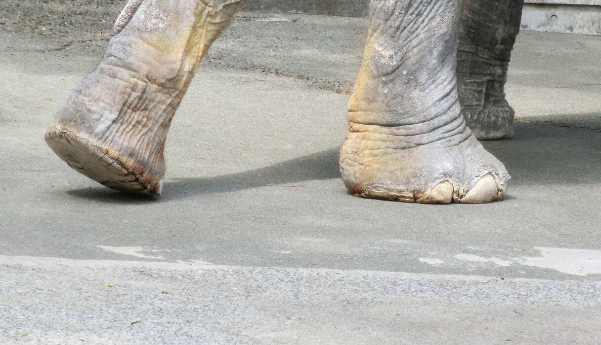 Depressed Elephant Has Been Living In A Concrete Cell For 61 Years ...
