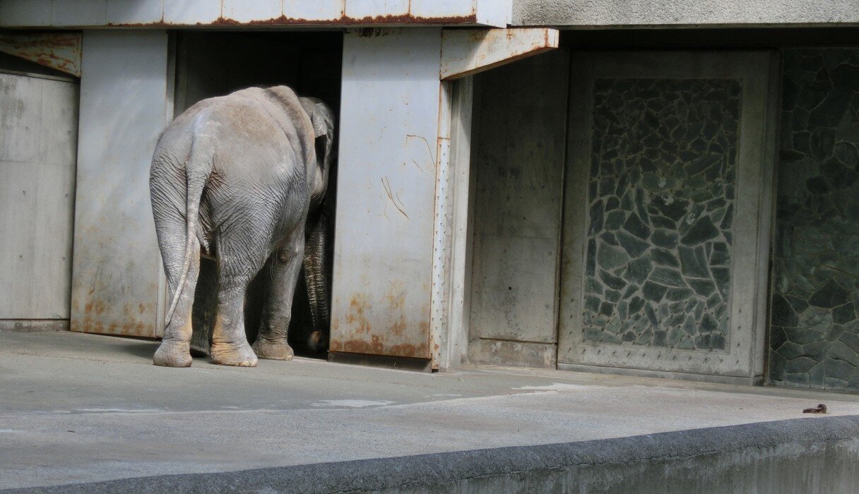 Depressed Elephant Has Been Living In A Concrete Cell For 61 Years ...