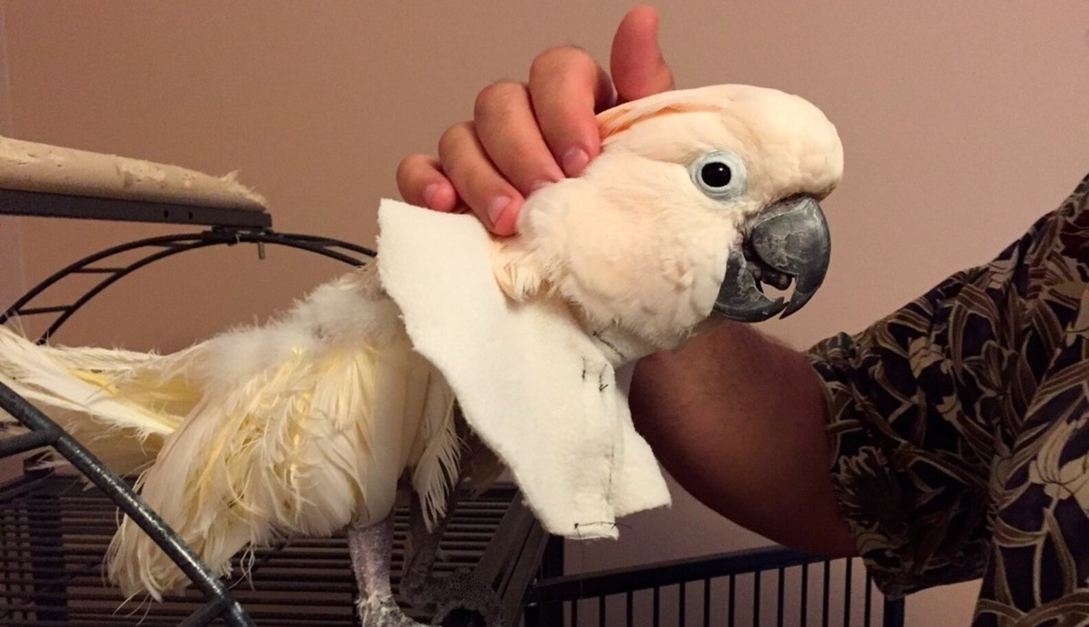 Anxious Bird Was So Bored She Plucked A Hole In Her Chest - The Dodo